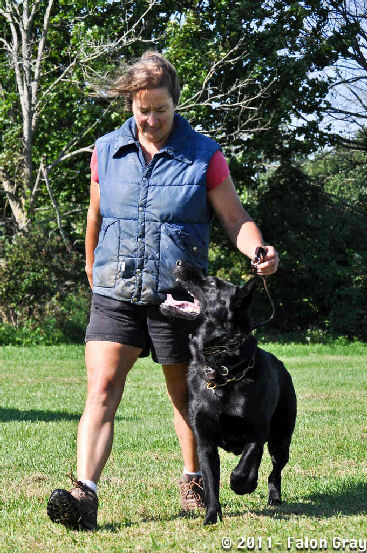 Donovan | German Shepherds Forum