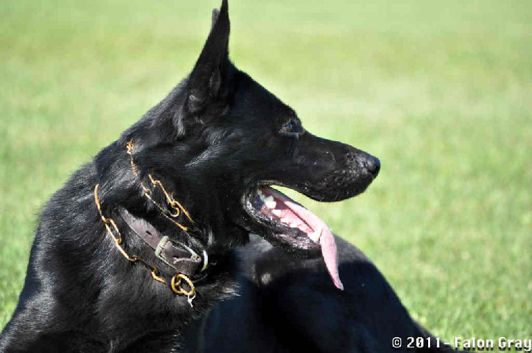 Donovan | German Shepherds Forum