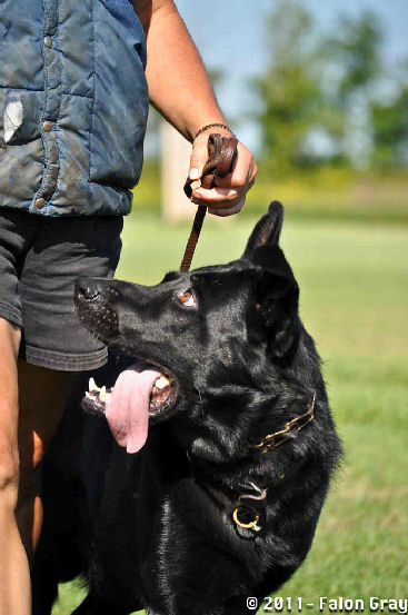 Donovan | German Shepherds Forum