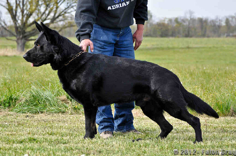 Da Moose | German Shepherds Forum