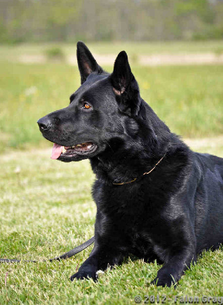 Da Moose | German Shepherds Forum